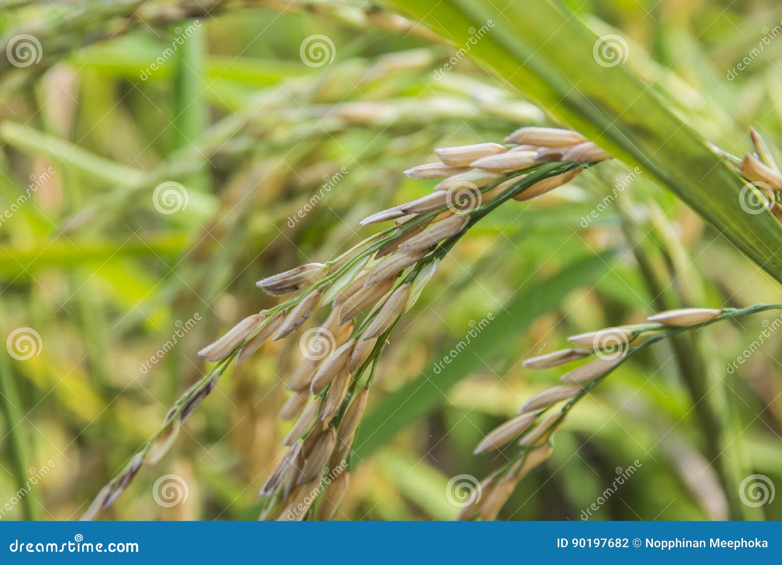 Close up of rice farm stock photo. Image of organic, farmland - 90197682