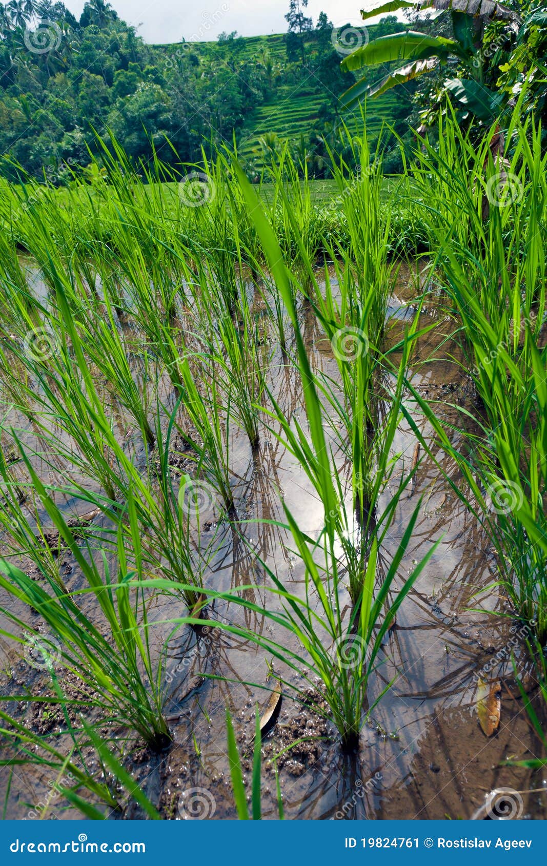 Close-up of rice field stock image. Image of rice, terraced - 19824761