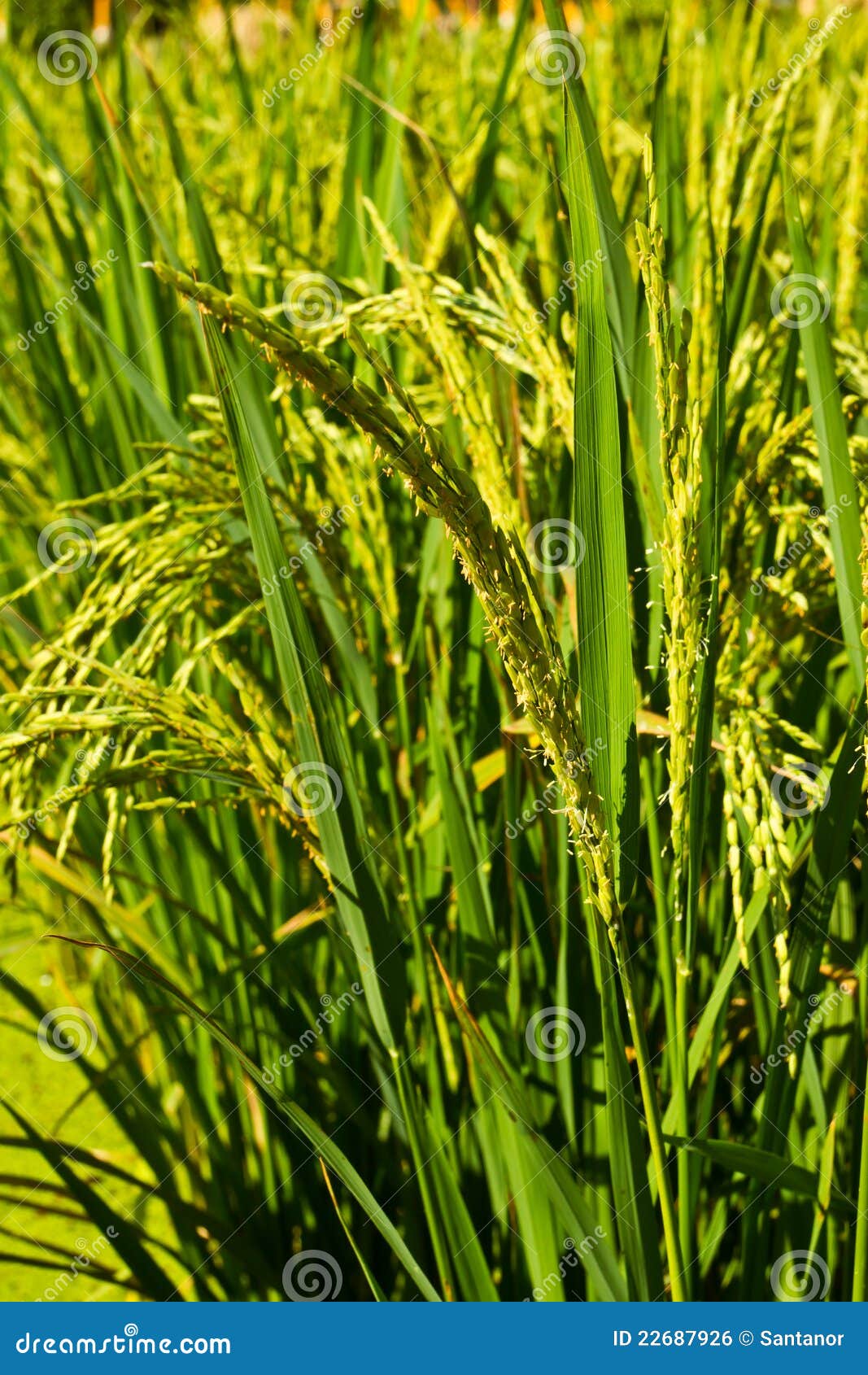 Close up rice in the field stock photo. Image of crop - 22687926