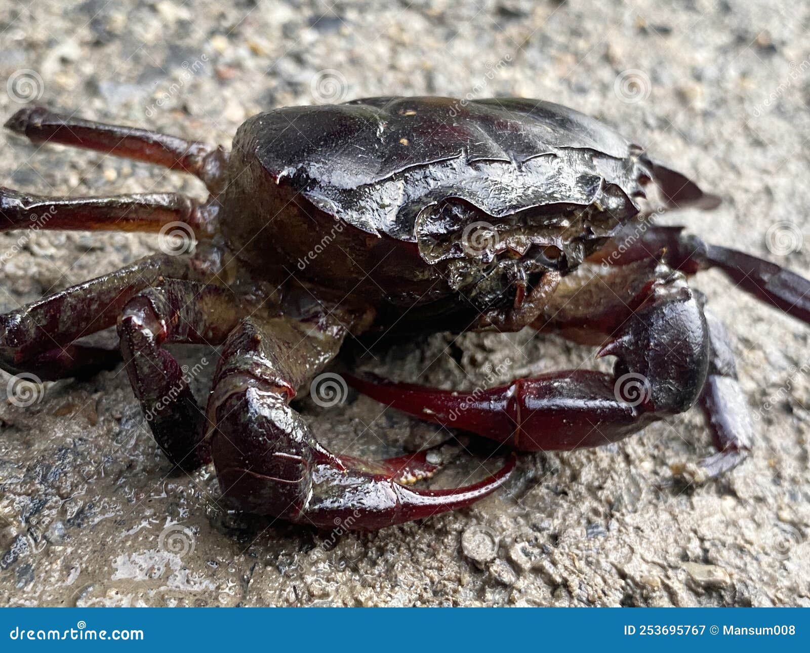 Rice Field Crab on the Ground Stock Image - Image of life, marine ...