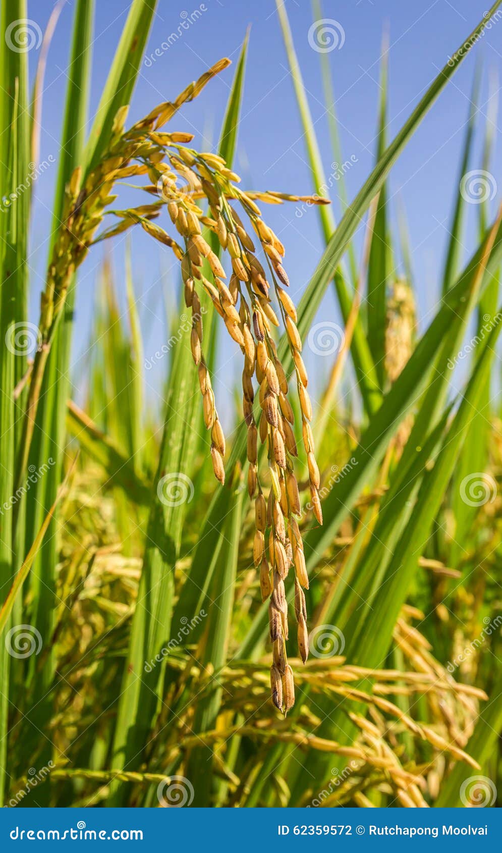 Close up rice in the field stock photo. Image of flora - 62359572