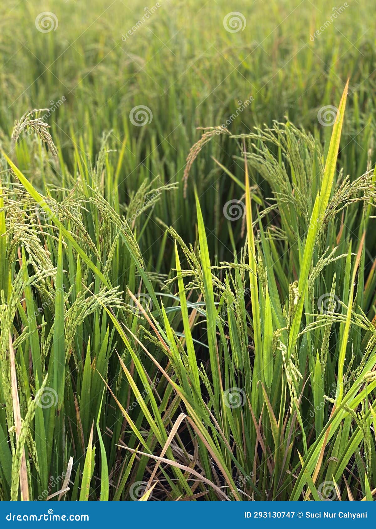 Close Up of Rice in the Fields Stock Image - Image of grass, fields ...