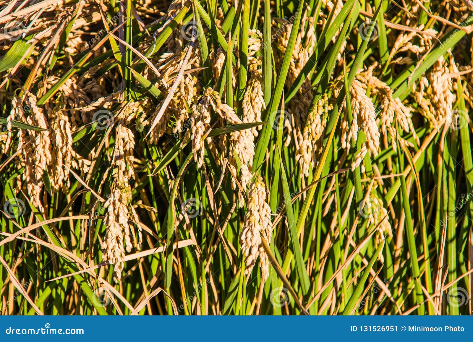 Close Up of Rice Fields in La Albufera, Valencia, Spain Stock Image ...