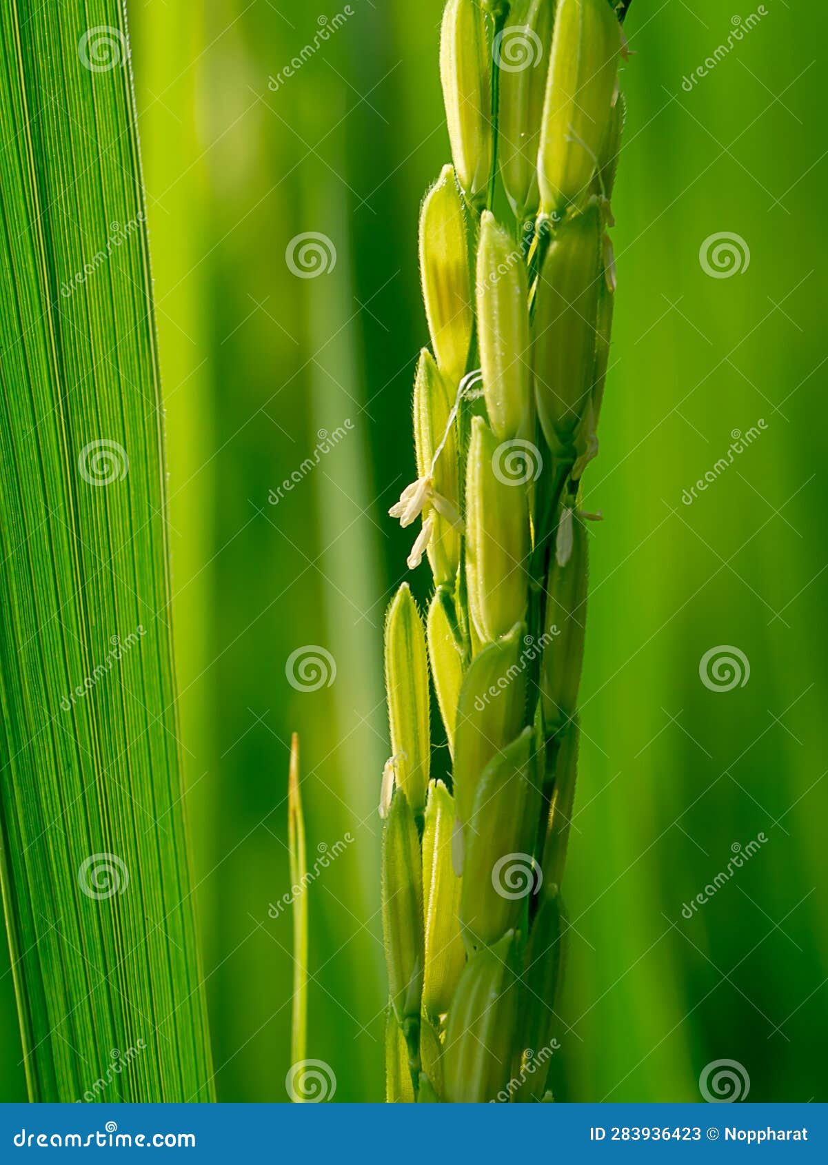 Close up of rice flower stock image. Image of crop, green - 283936423