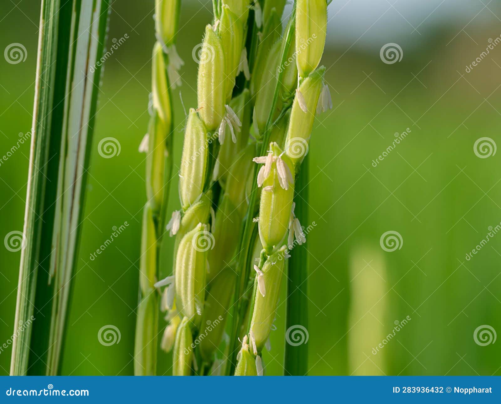 Close up of rice flower stock photo. Image of growth - 283936432