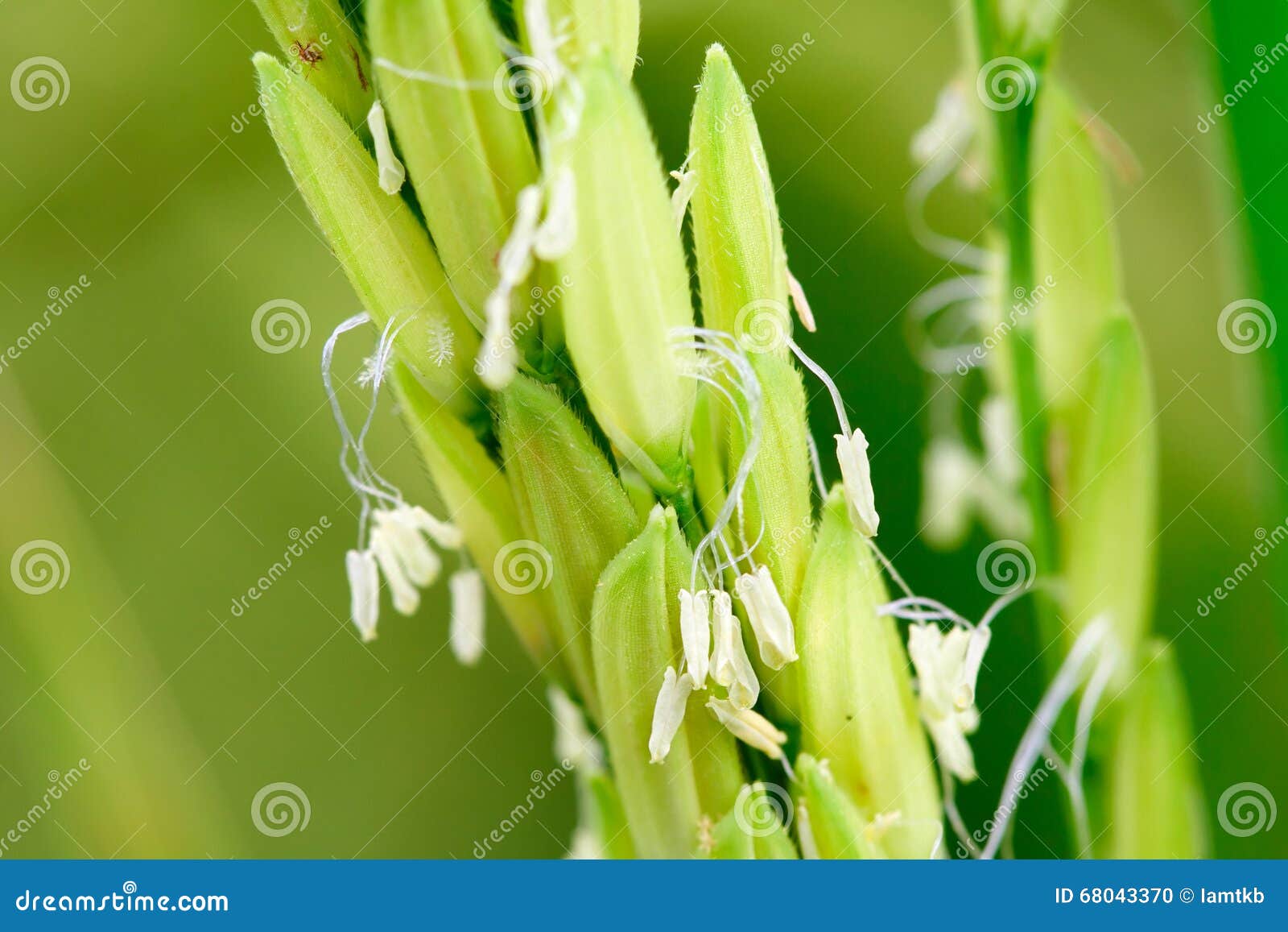 Close up rice flower stock photo. Image of flora, close - 68043370