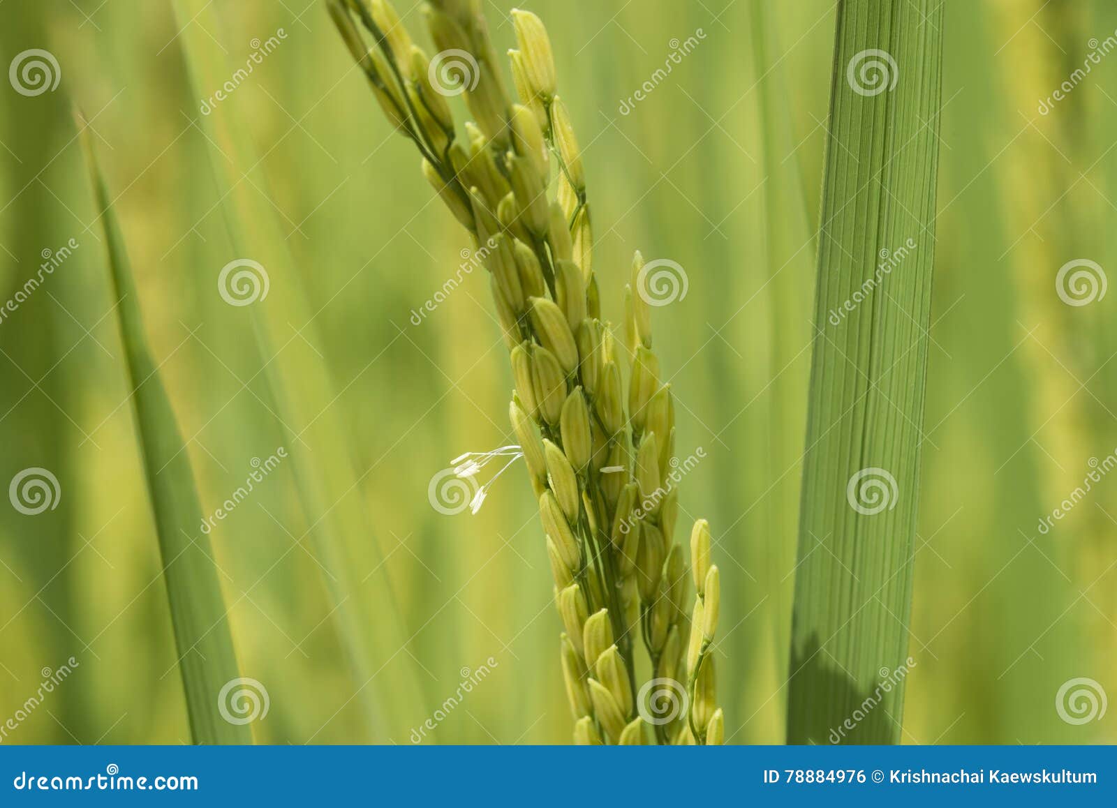 Close Up of Rice Flowering in the Field Stock Photo - Image of myanmar ...
