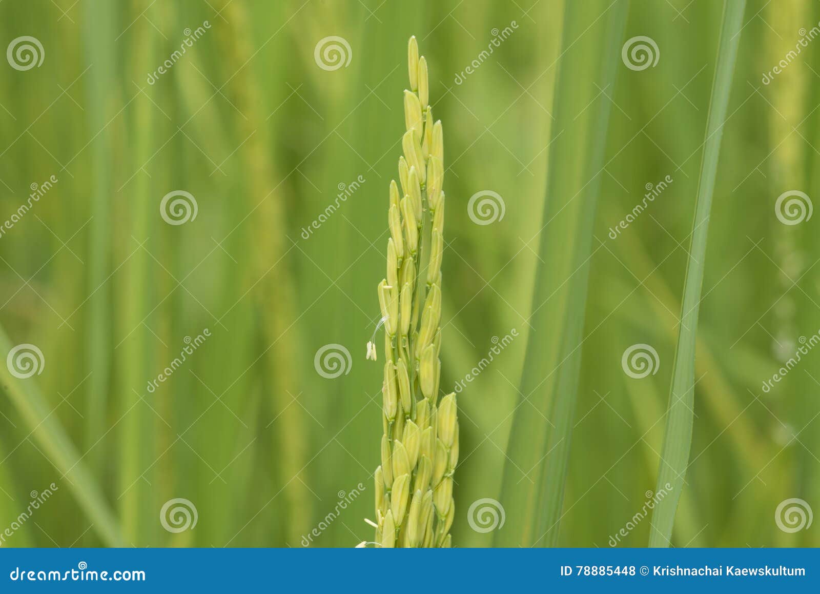 Close Up of Rice Flowering in the Field Stock Photo - Image of farm ...