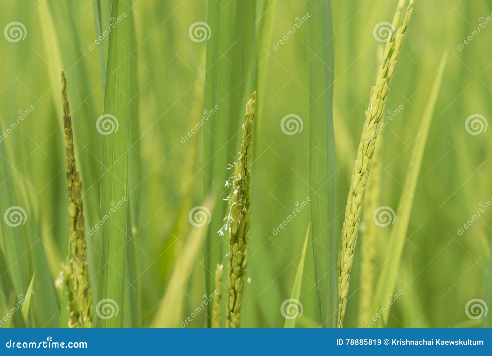 Close Up of Rice Flowering in the Field Stock Image - Image of farming ...