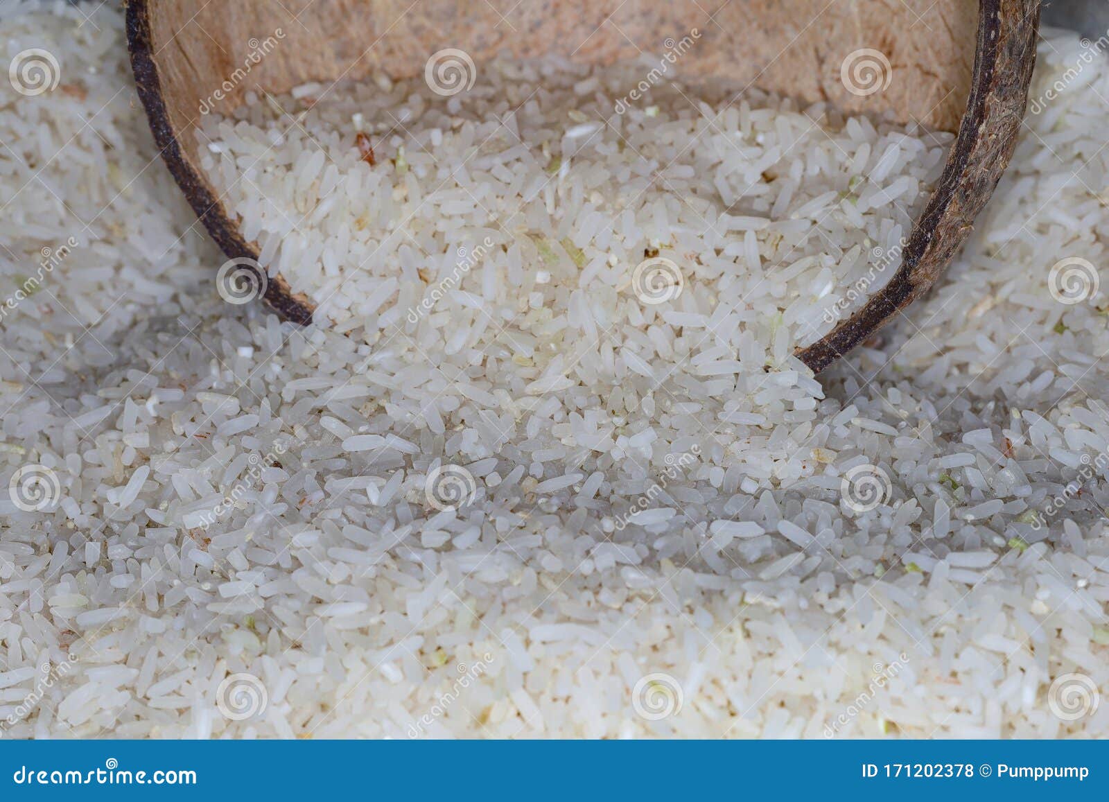 Close Up Rice Grain in Coconut Shell at Thailand Stock Photo - Image of ...