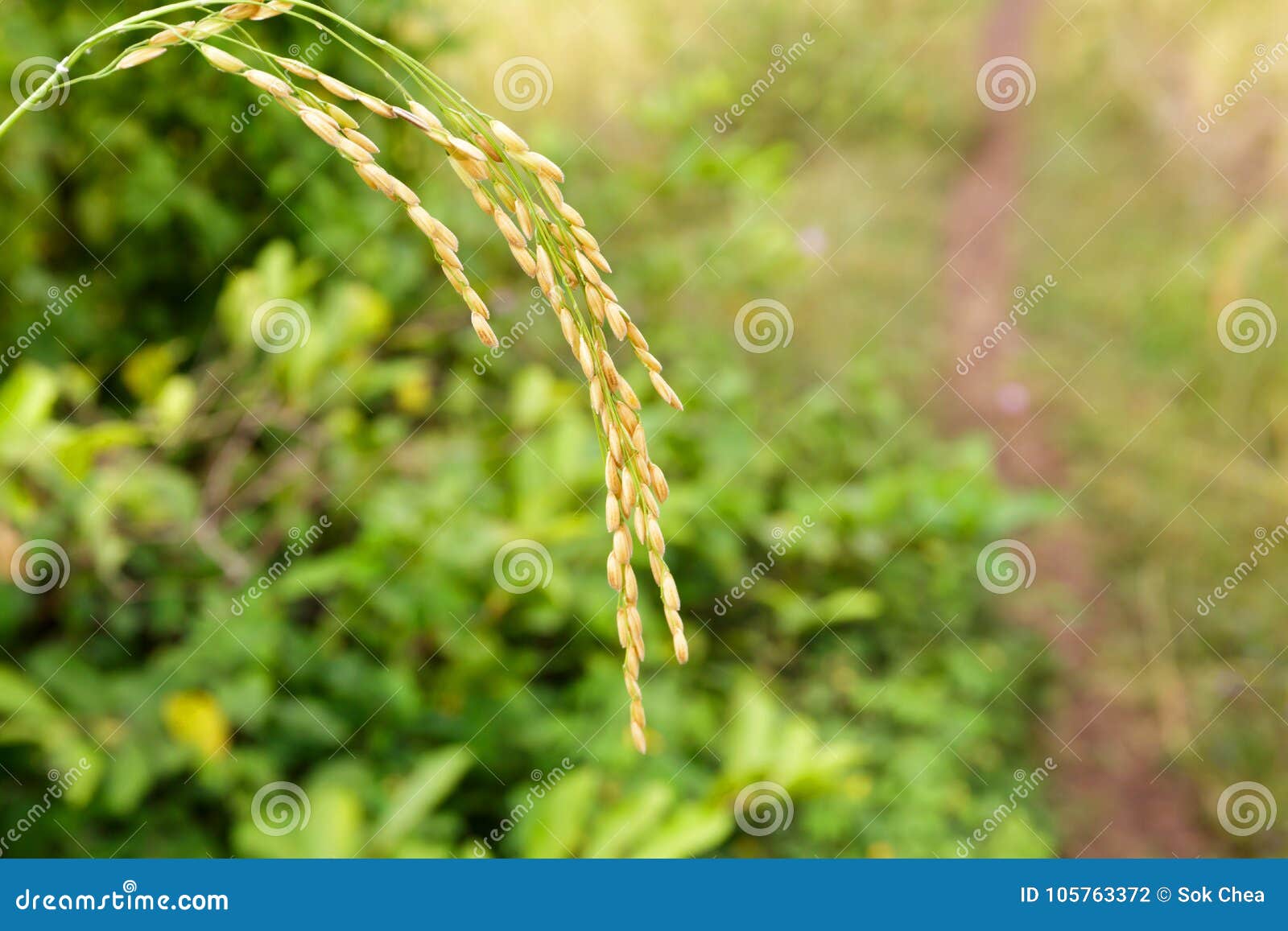 Close Up of Rice Grain on Its Stalk in a Paddy Field Stock Photo ...