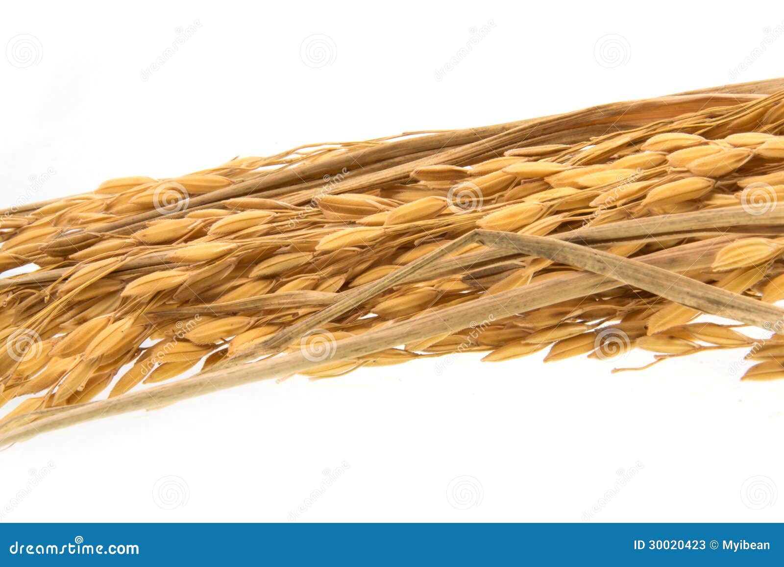 Rice Grain on White Background Stock Image - Image of east, dryness ...