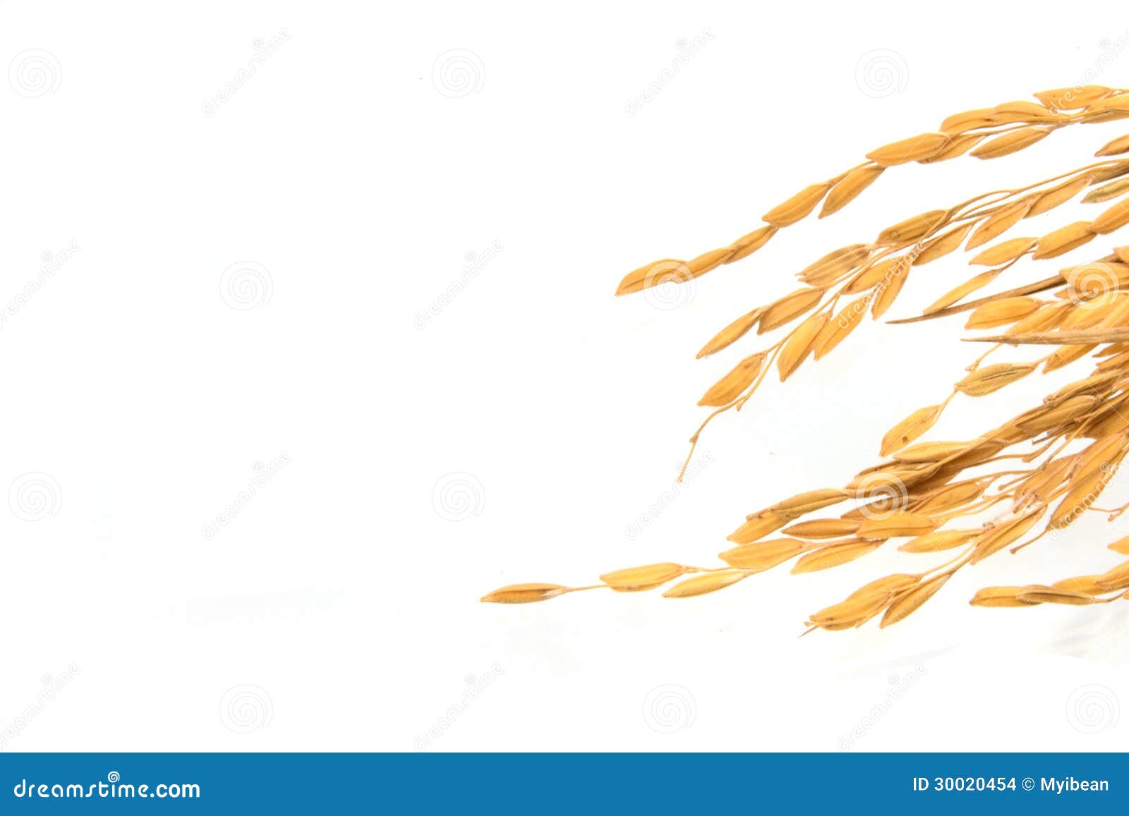 Rice Grain on White Background Stock Photo - Image of environment ...