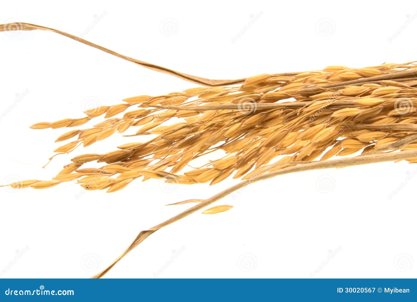 Rice Grain on White Background Stock Image - Image of beauty, harvest ...