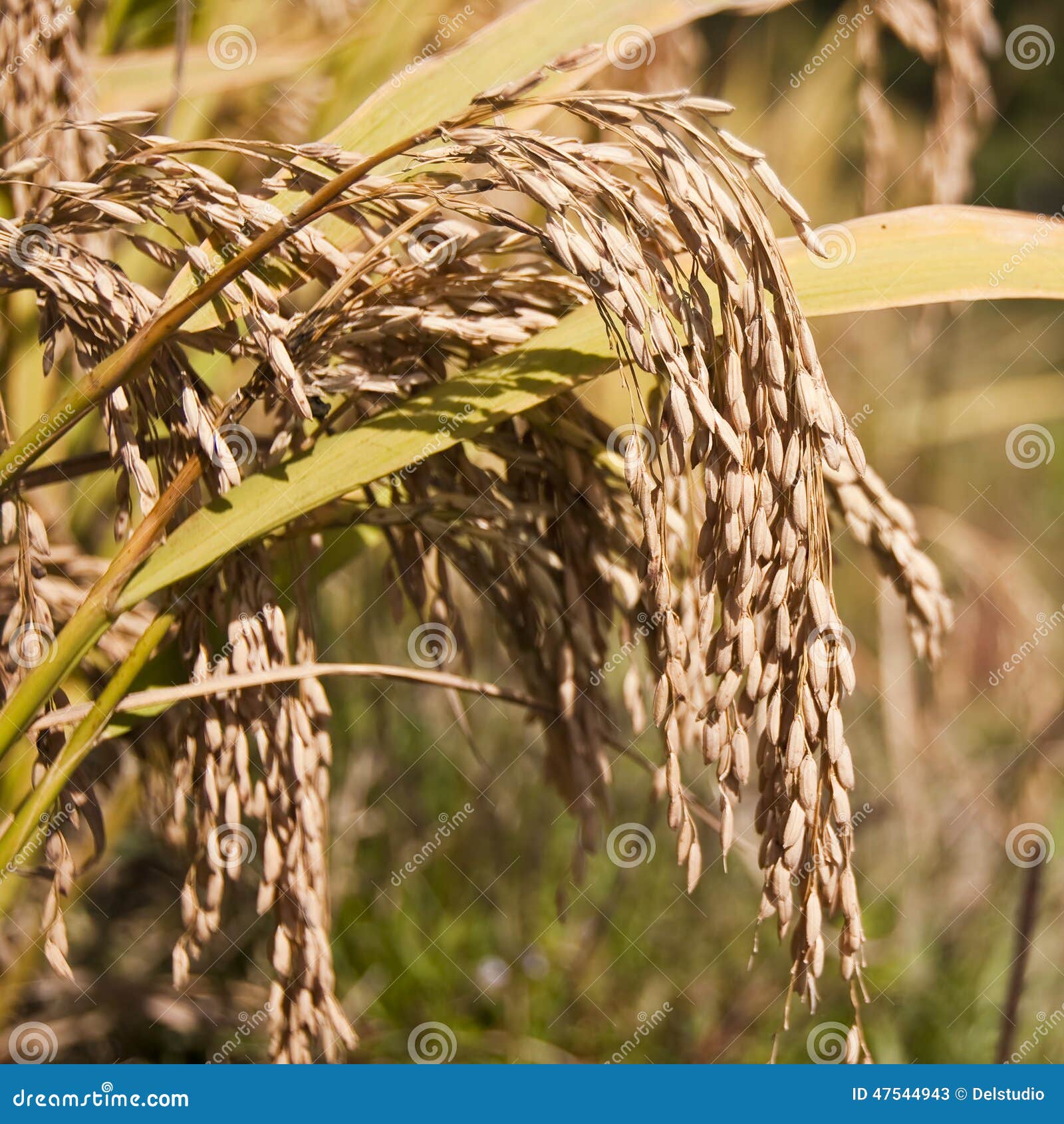 CLose Up of Rice Grains Ready for Harvest Stock Image - Image of food ...