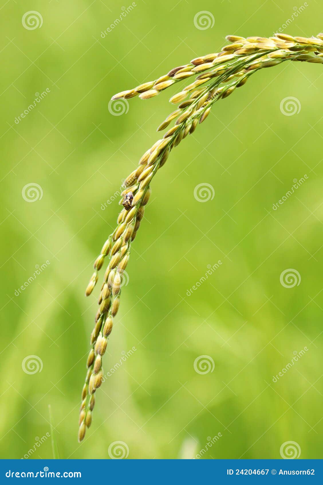 Close-up of rice growing stock image. Image of plant - 24204667