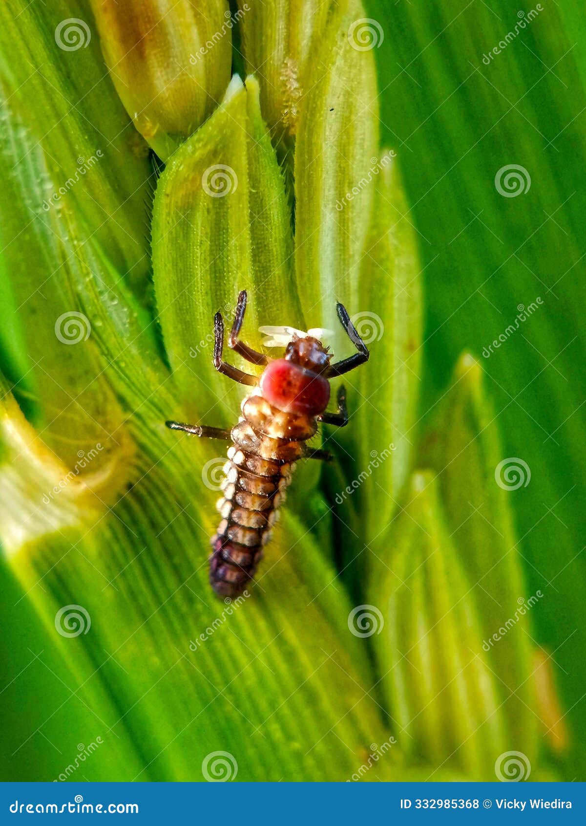 Close-up of a Rice Insecticide Pest Eating Rice Stock Photo - Image of ...