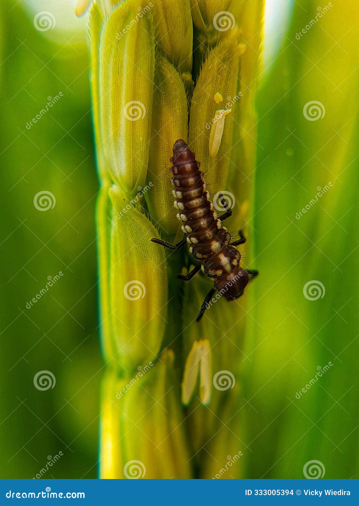 Close-up of a Rice Insecticide Pest Eating Rice Stock Photo - Image of ...