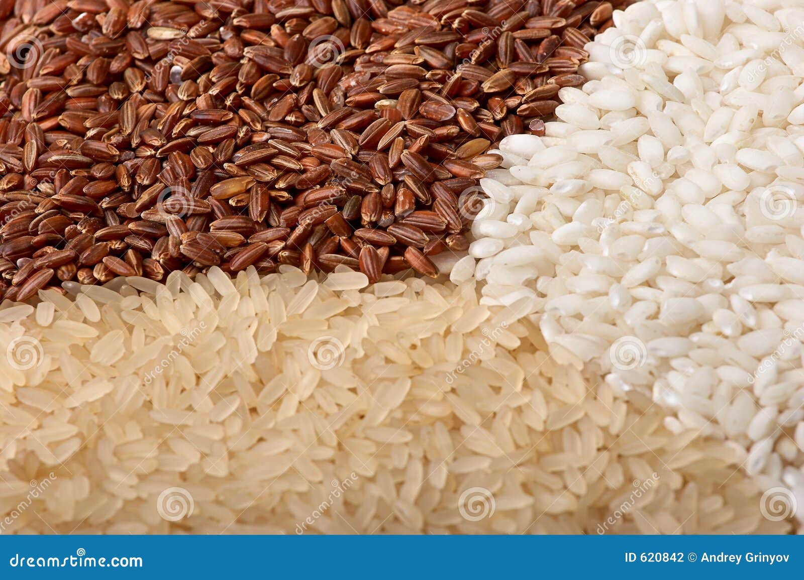 Close-up of Rice (macro, Three Colors) Stock Photo - Image of desktop ...