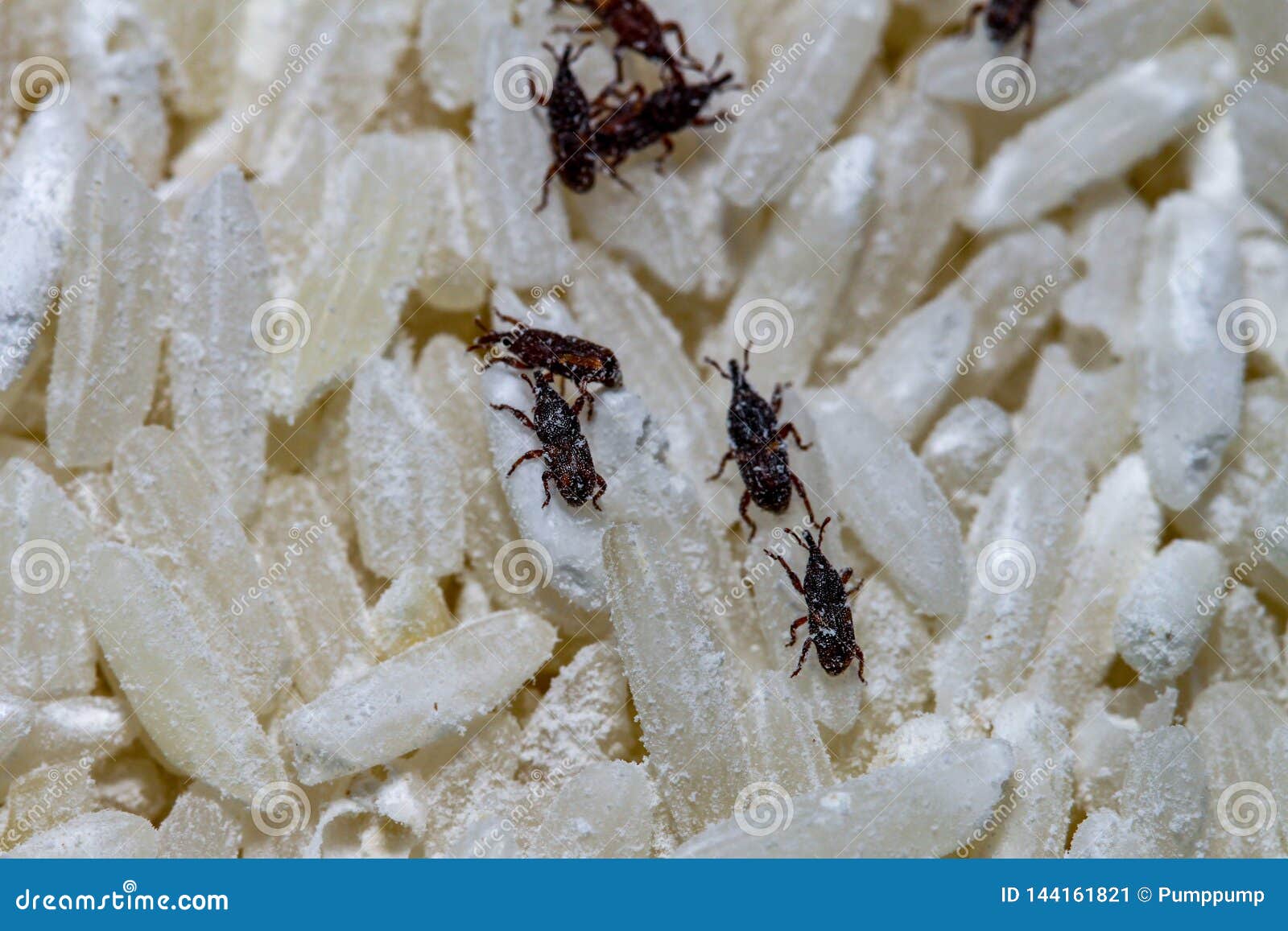 Close Up Rice Moth Eat Rice Stock Image - Image of food, grain: 144161821