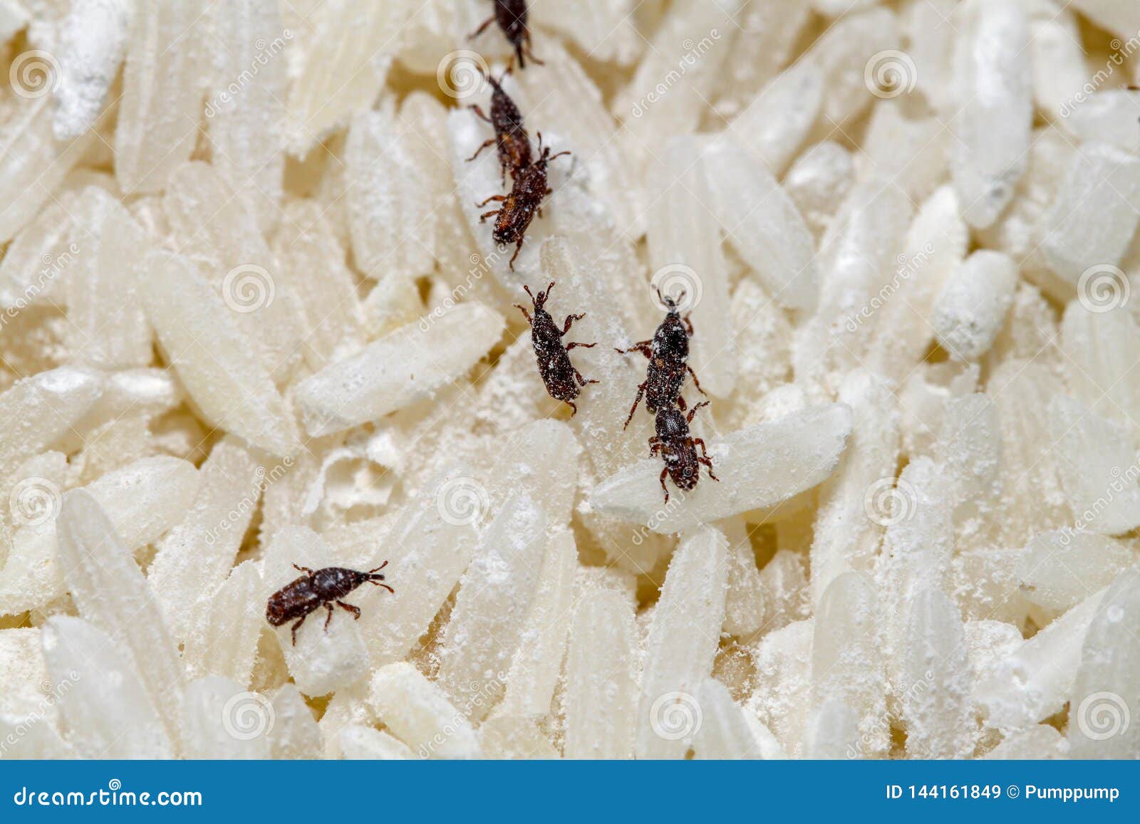 Close Up Rice Moth Eat Rice Stock Image - Image of macro, agriculture ...