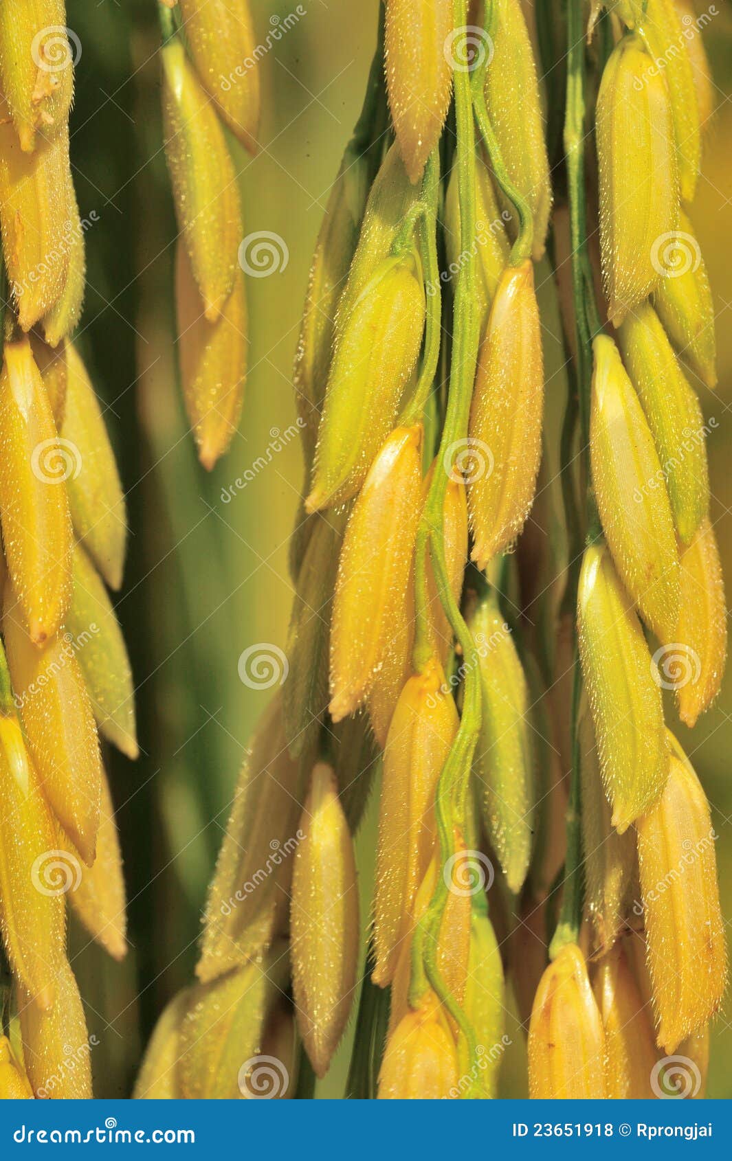 Close up rice plant stock photo. Image of farm, agricultural - 23651918