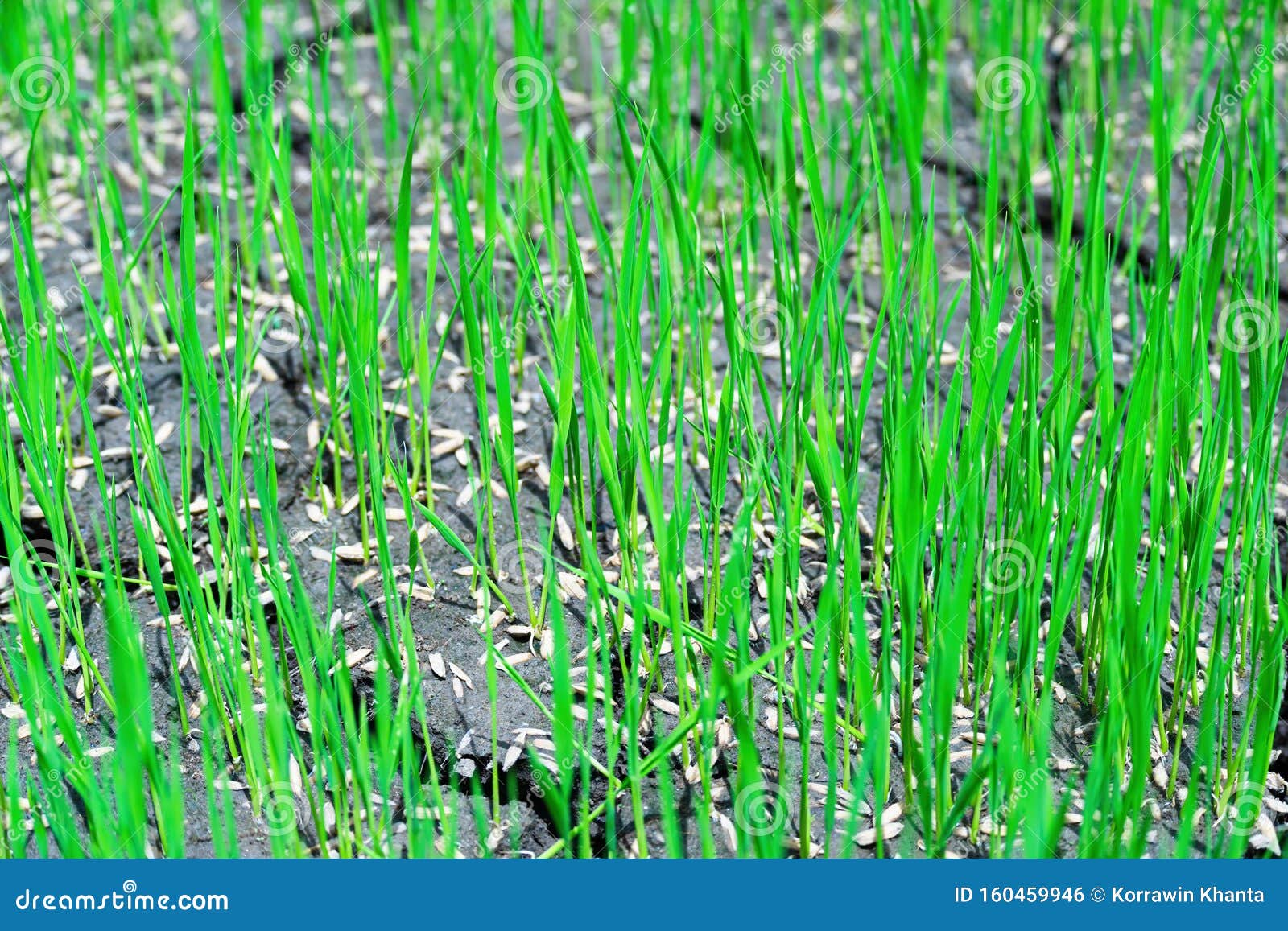 Rice Germination Royalty-Free Stock Photo | CartoonDealer.com #130005567