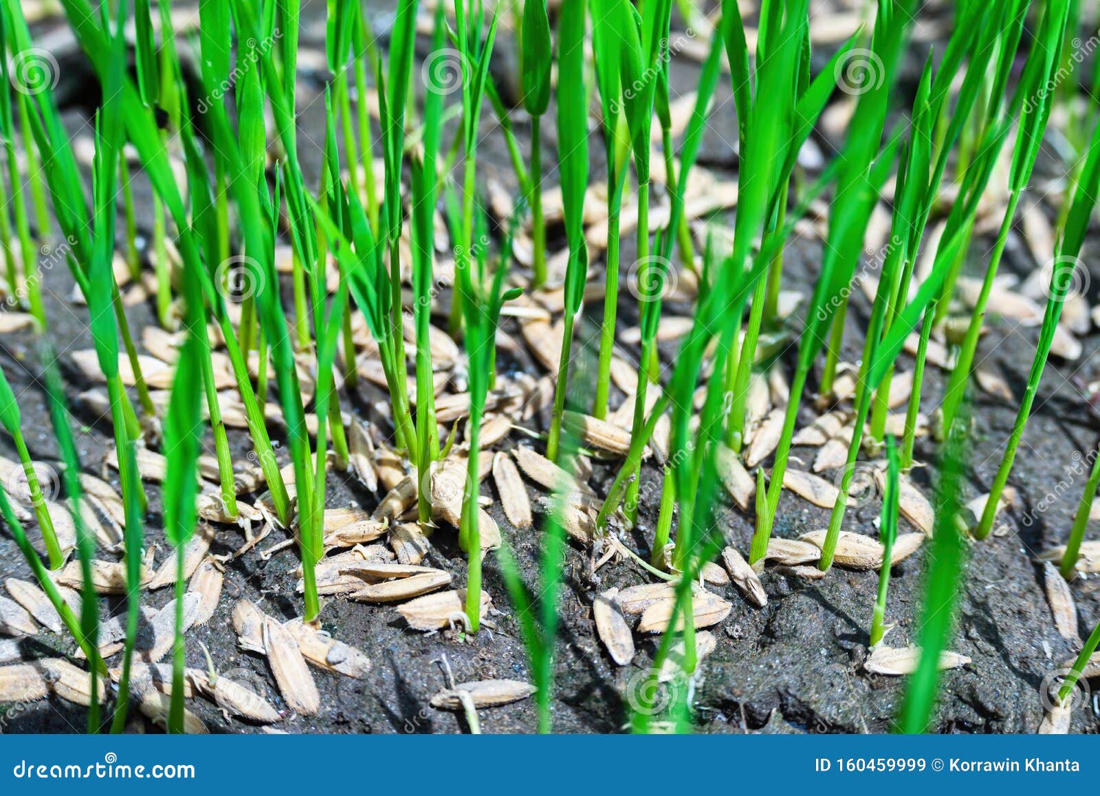Close-up of Rice Seedling Germination in the Soil are Broken Stock ...