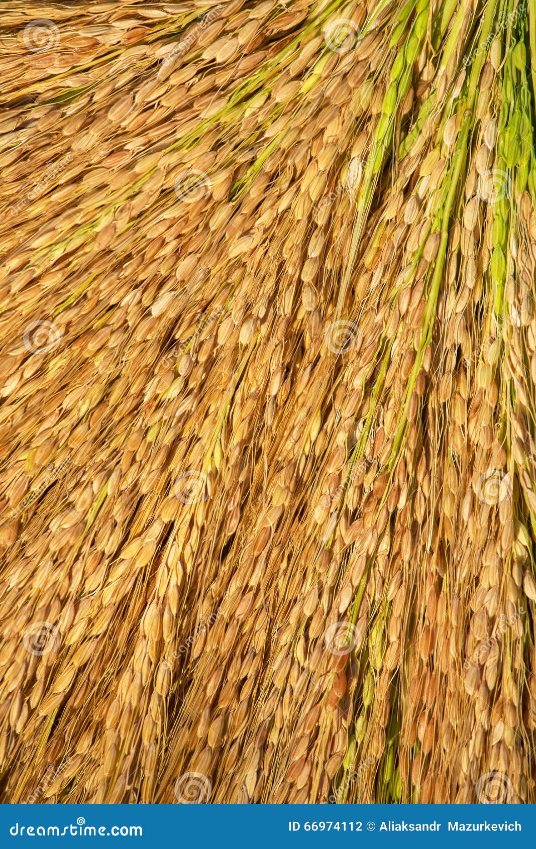 Close Up of Rice Sheaf after Harvest Stock Photo - Image of asian ...
