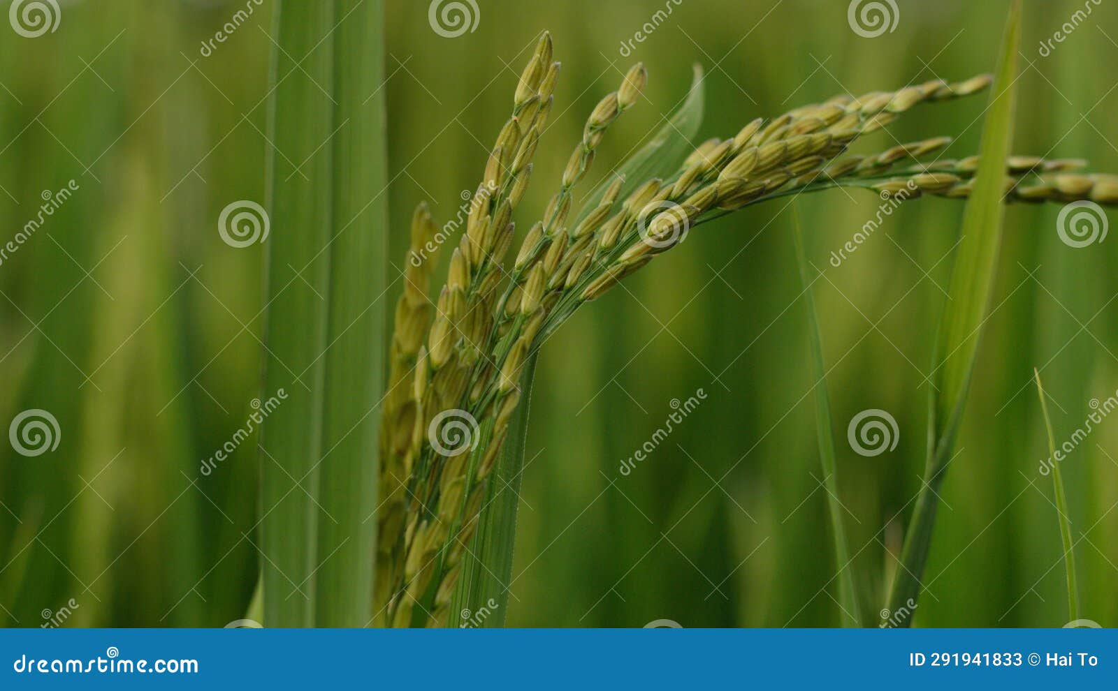 Close Up of Rice Spikes of Paddy Field Stock Image - Image of flower ...