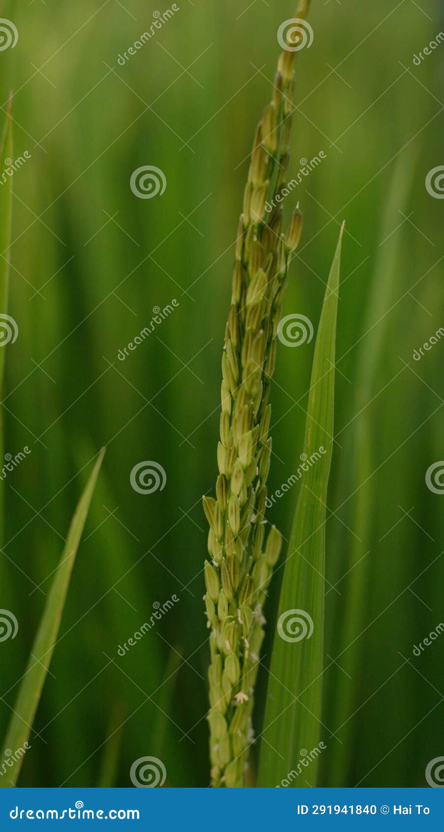 Close Up of Rice Spikes of Paddy Field Stock Photo - Image of spikes ...