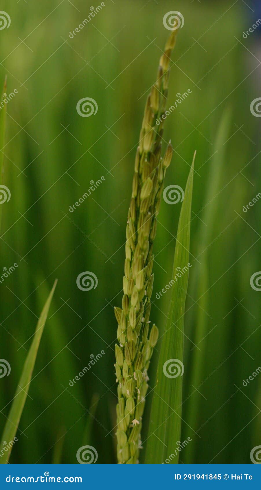 Close Up of Rice Spikes of Paddy Field Stock Image - Image of nature ...