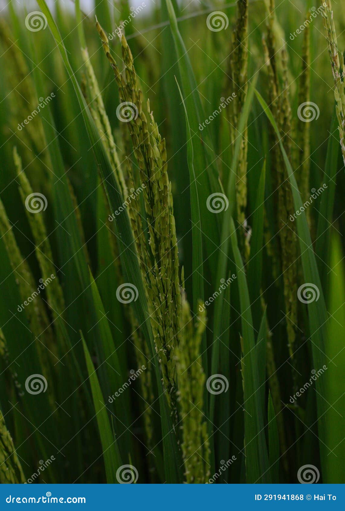Close Up of Rice Spikes of Paddy Field Stock Photo - Image of prairie ...