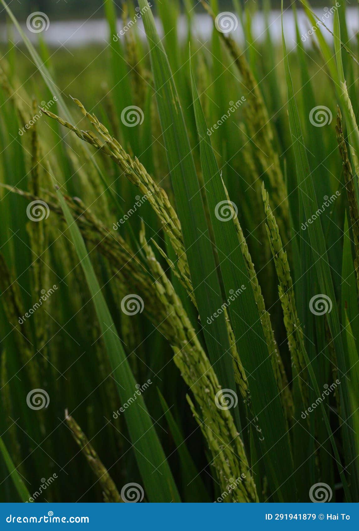 Close Up of Rice Spikes of Paddy Field Stock Image - Image of prairie ...
