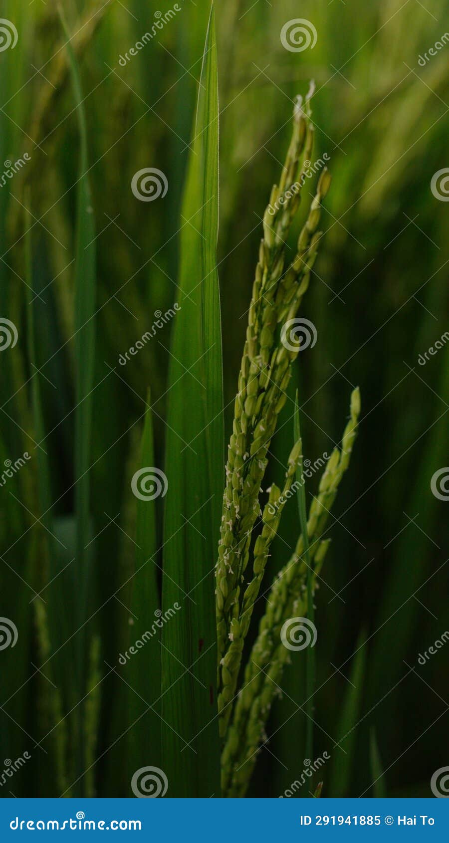 Close Up of Rice Spikes of Paddy Field Stock Image - Image of produce ...