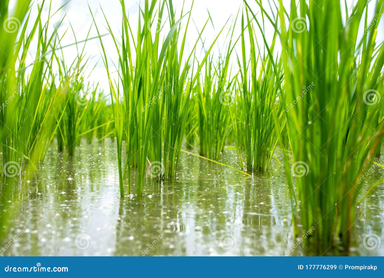 Close Up of Rice Sprouts Plant Growth in Rice Field Stock Image - Image ...