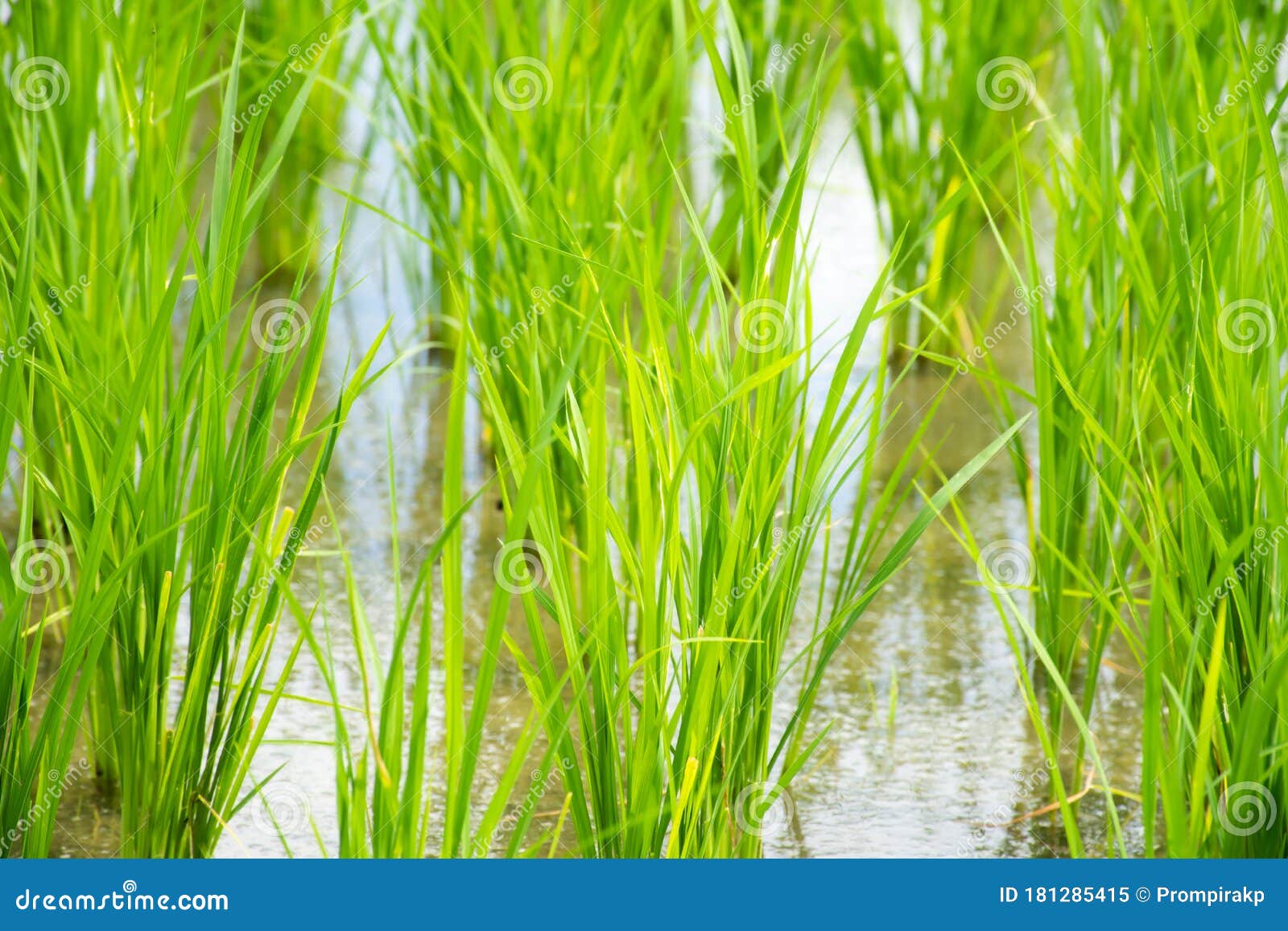 Close Up of Rice Sprouts Plant Growth in Rice Field Stock Image - Image ...