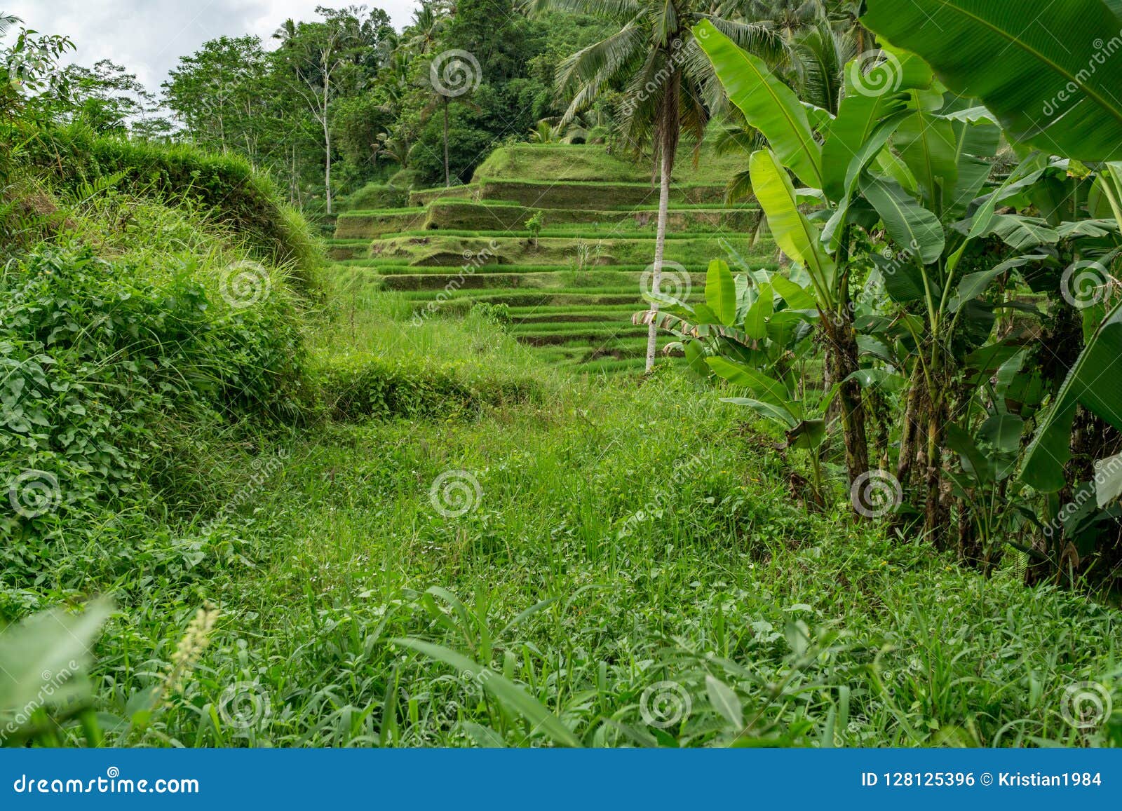 Close-up of rice terraces stock photo. Image of field - 128125396