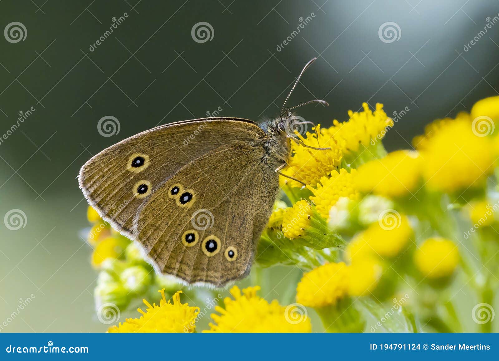 Ringlet Butterfly Aphantopus Hyperantus Closeup Stock Photo - Image of ...
