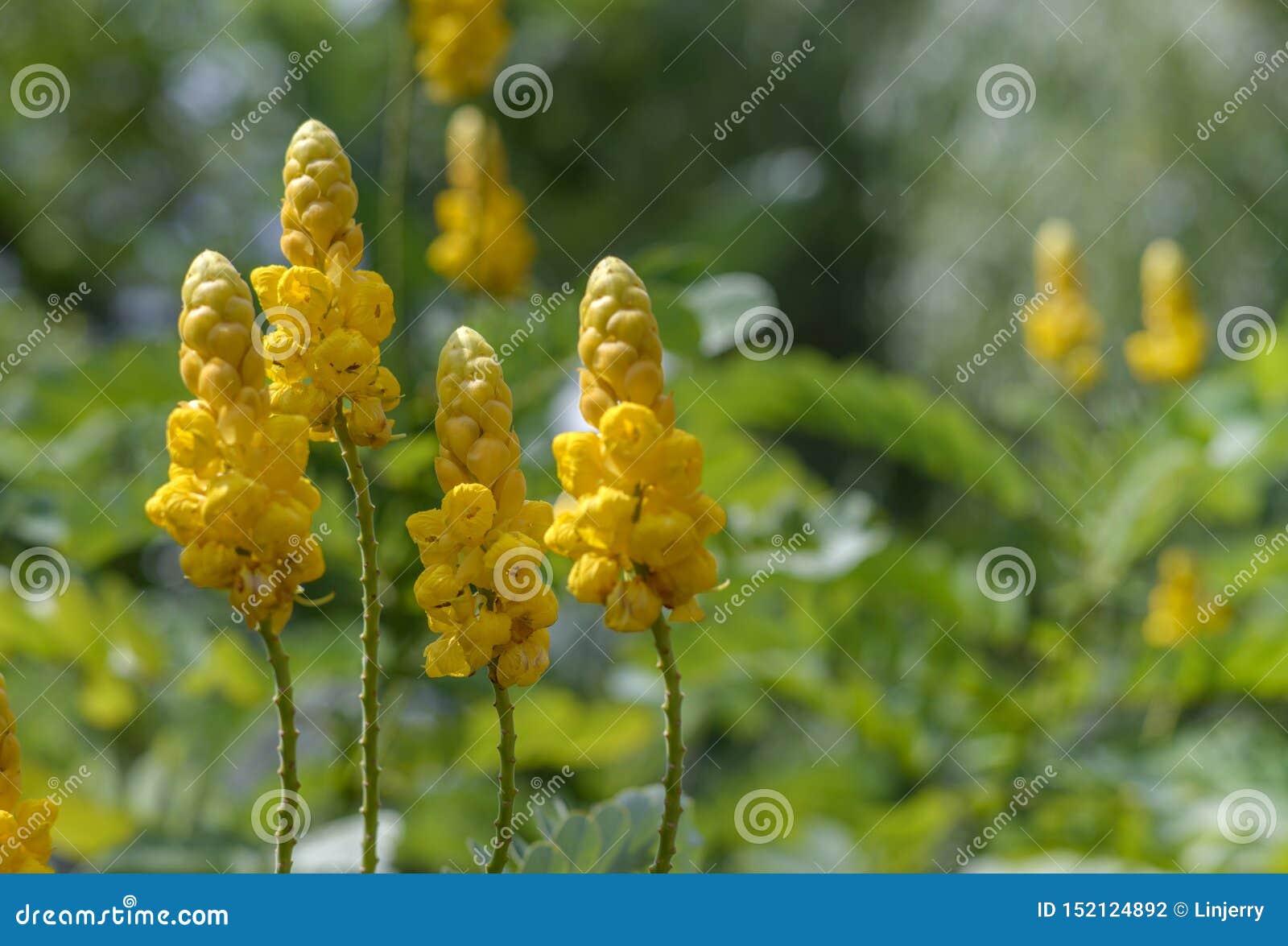 Close Up Ringworm Bush Flower Stock Photo - Image of ringworm, candle ...