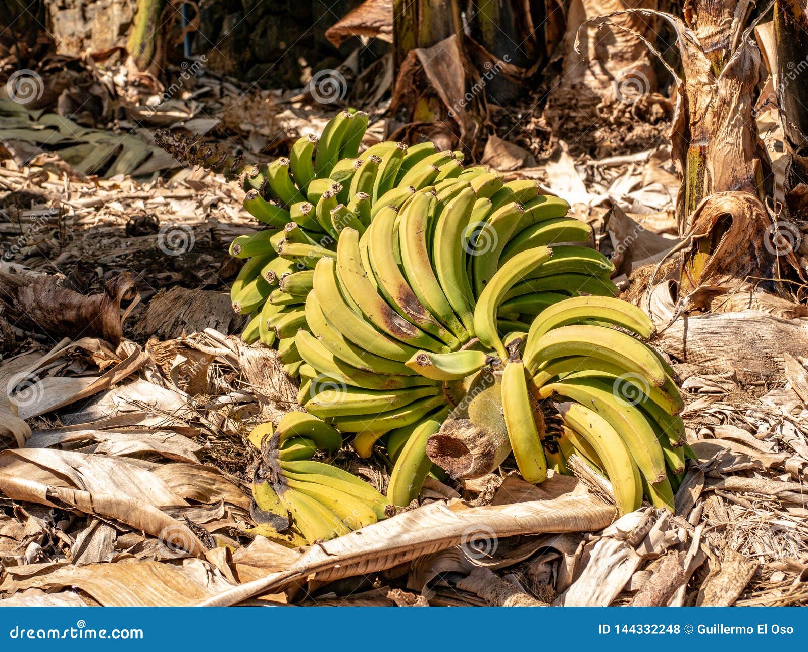 Close Up of Ripe Bananas on the Ground Stock Photo - Image of color ...