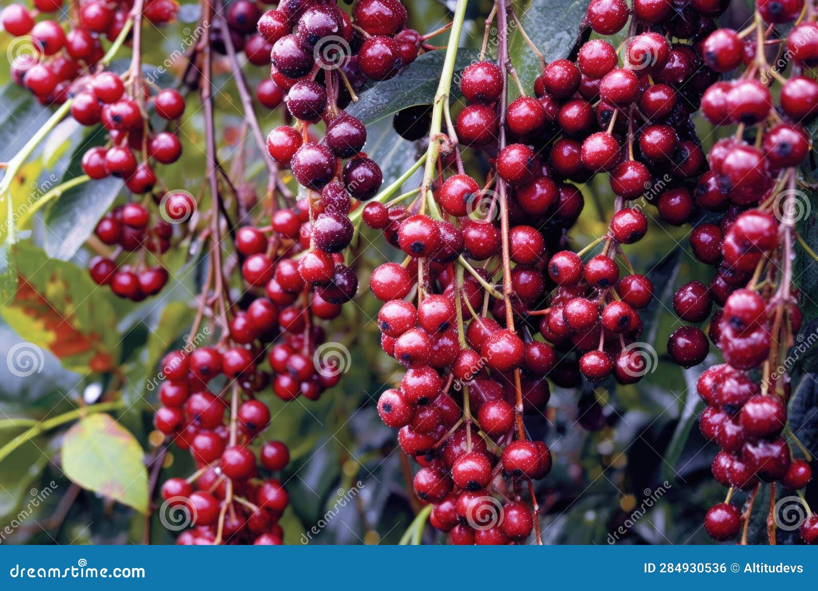 Close-up of Ripe Berries on Bush, Ready for Picking Stock Photo - Image ...