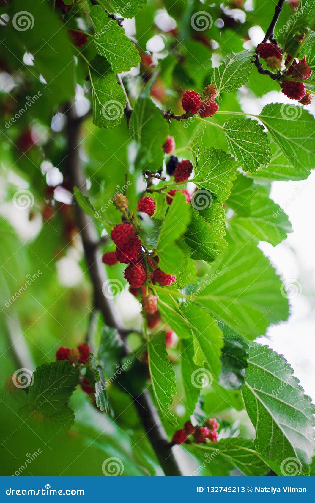 Close Up Ripe Black and Red Berries on Morus Tree Morus Nigra Stock ...