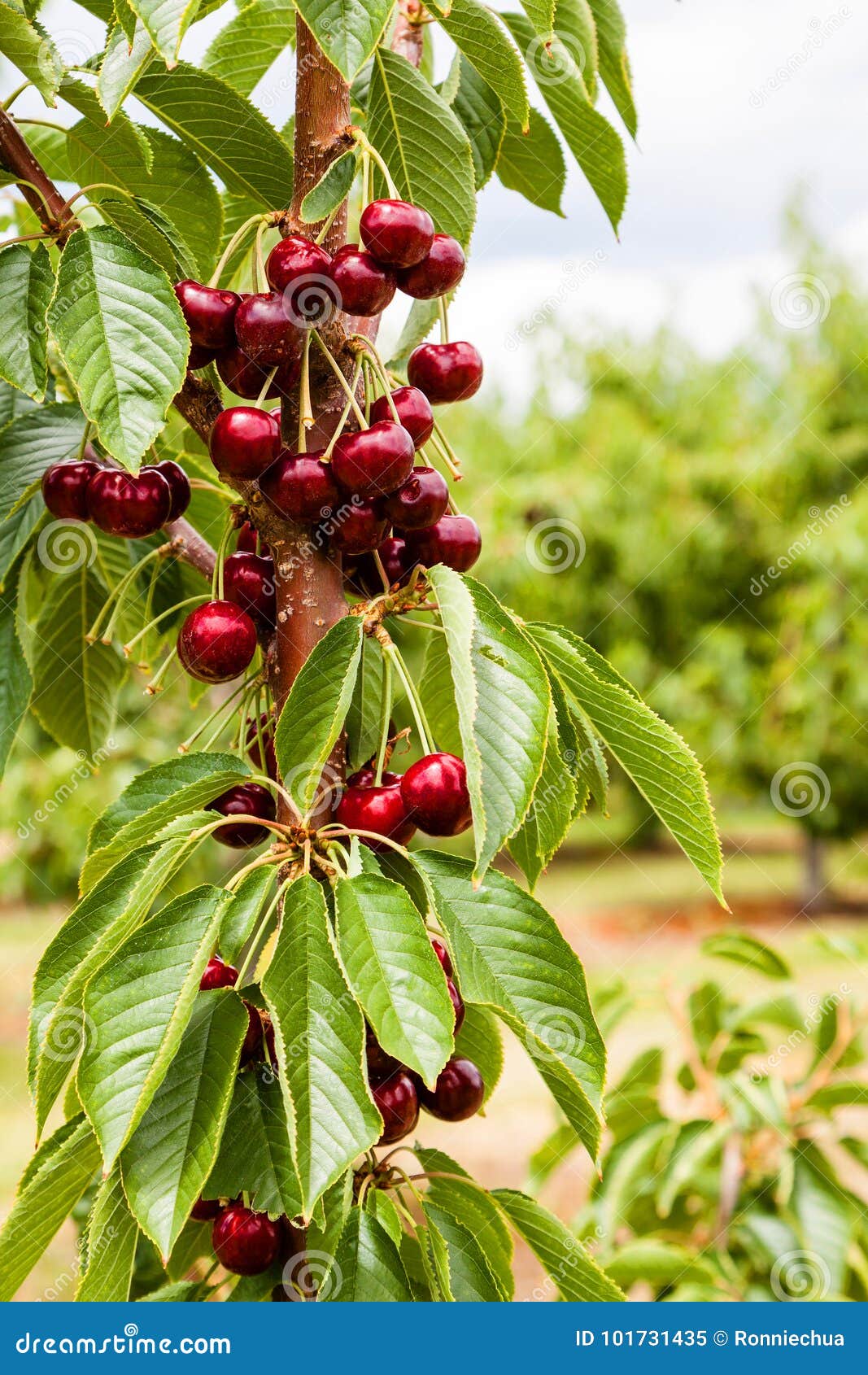 Close Up of Ripe Cherries on Fruit Tree Stock Image - Image of garden ...