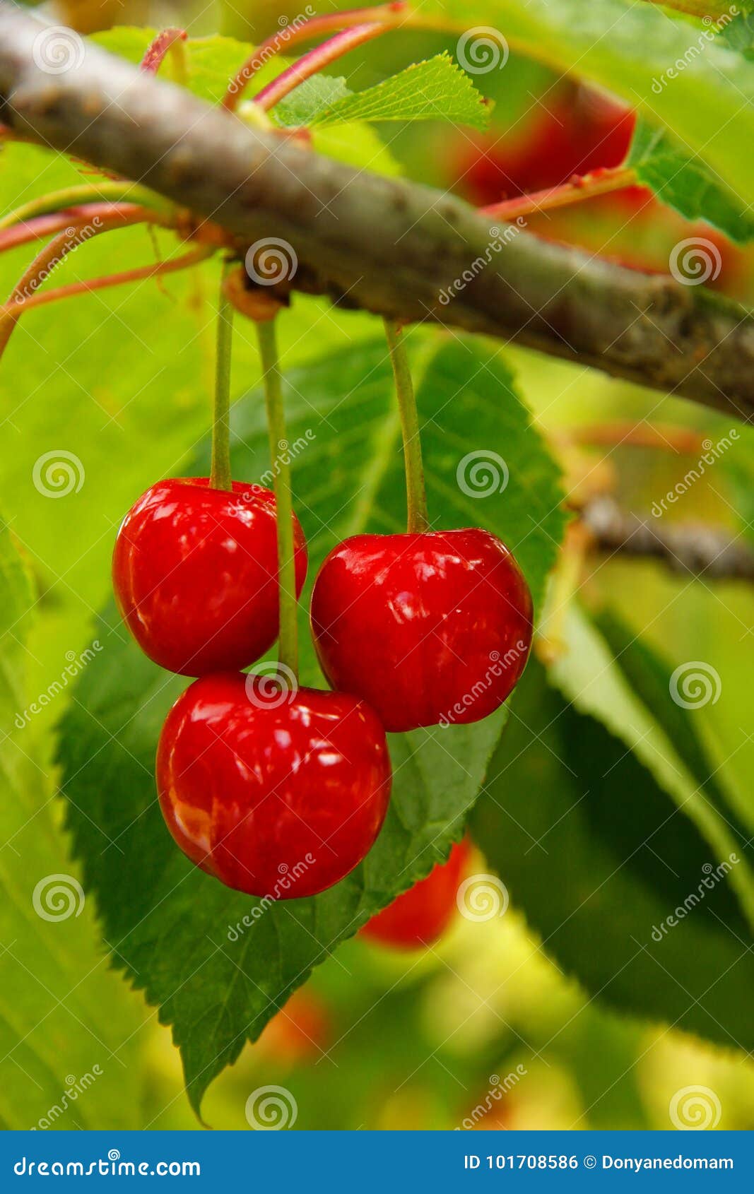 Ripe Cherry Fruit on a Tree Stock Photo - Image of cherry, italian ...