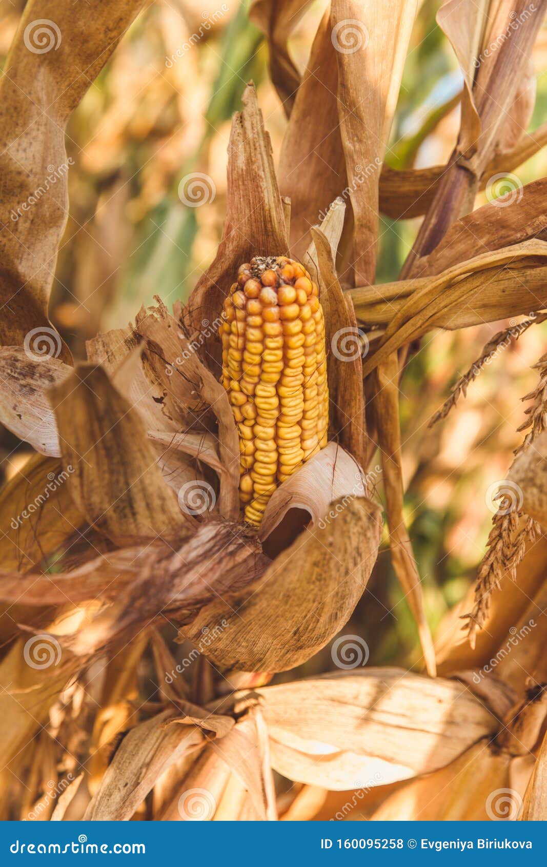 Close Up of a Ripe Corn Cob on a Stalk Stock Photo - Image of object ...