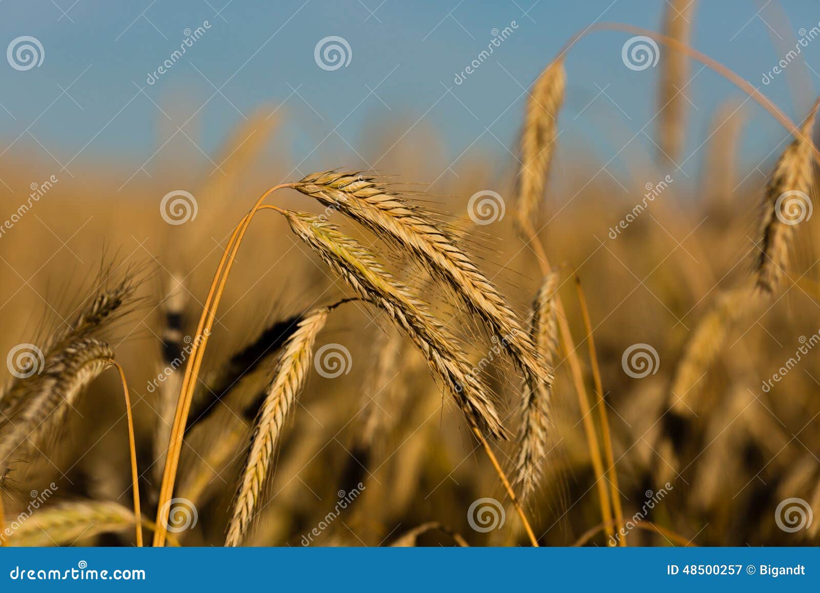 Close-up of ripe crop stock image. Image of grain, field - 48500257