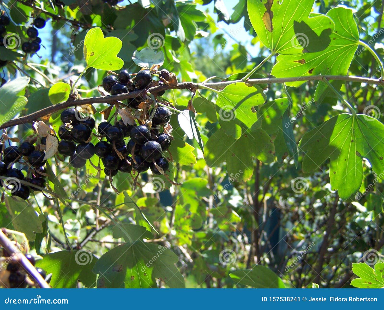 Black Current Bushes in the Garden Stock Image - Image of garden ...