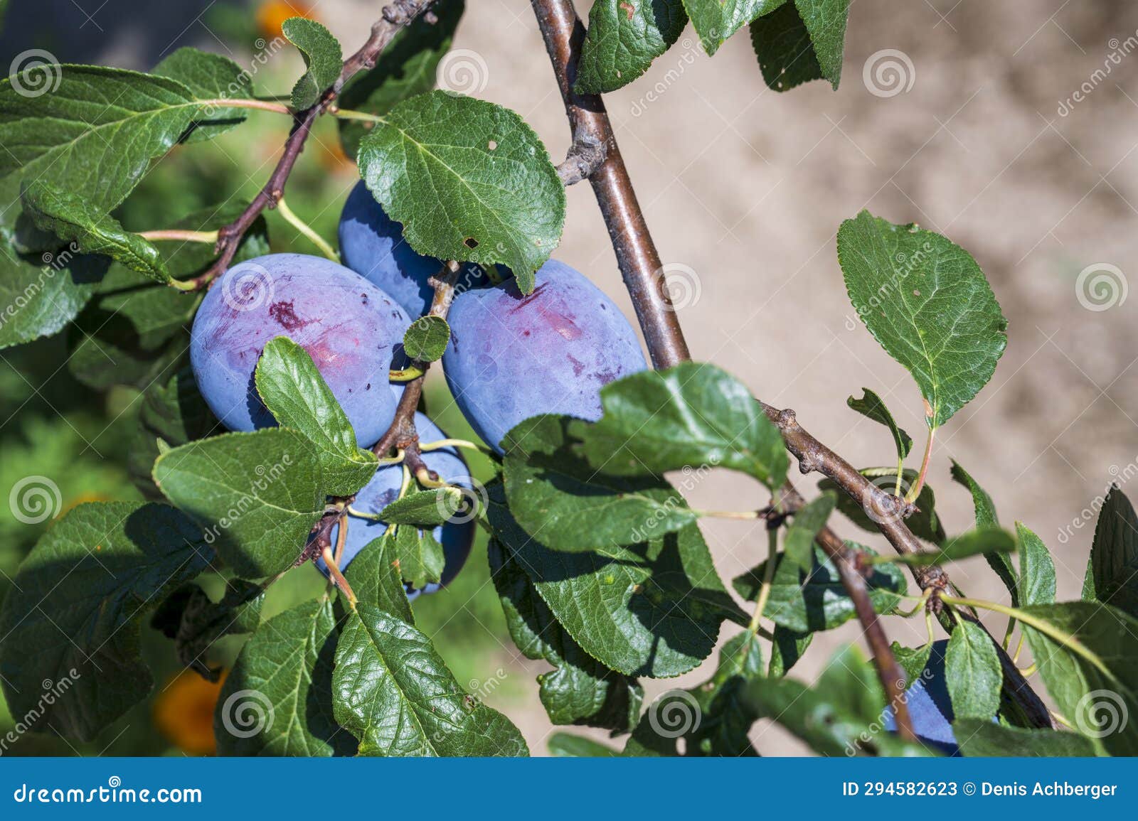 Close-up of Ripe Damson on Tree Stock Image - Image of sweet, bush ...