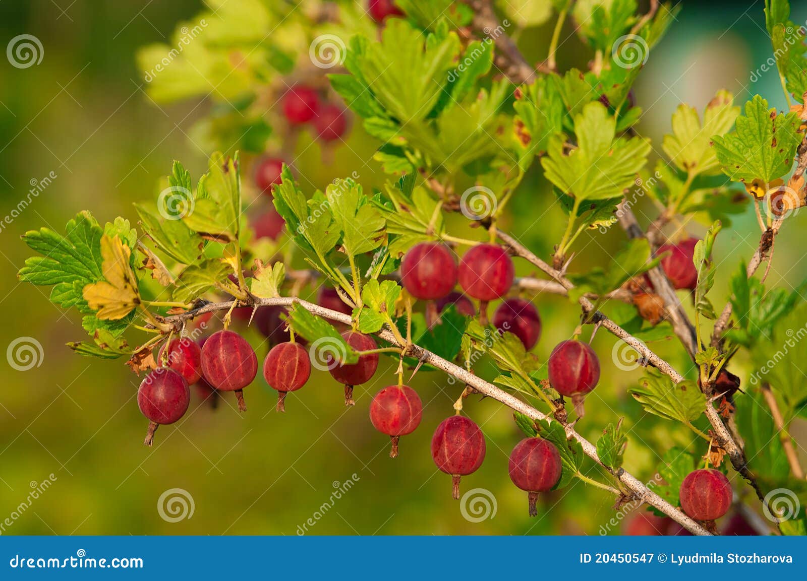 Close Up of Ripe Gooseberry on a Bush Stock Image - Image of bush ...